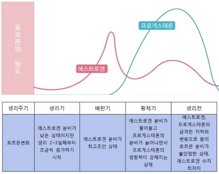 생리주기 차트 호르몬